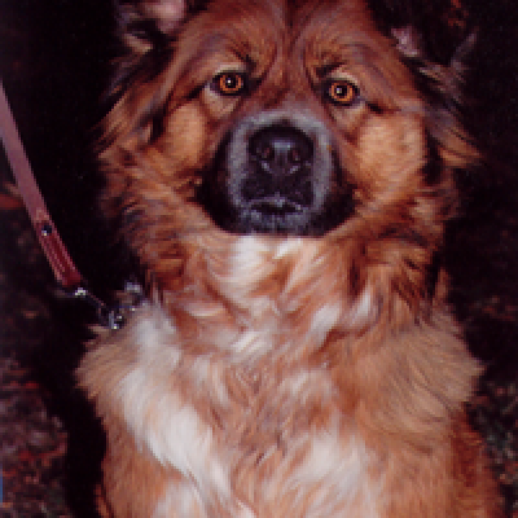 Robin Roy – Dog Trainer