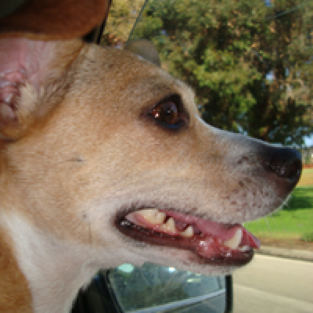 Robin Roy – Dog Trainer