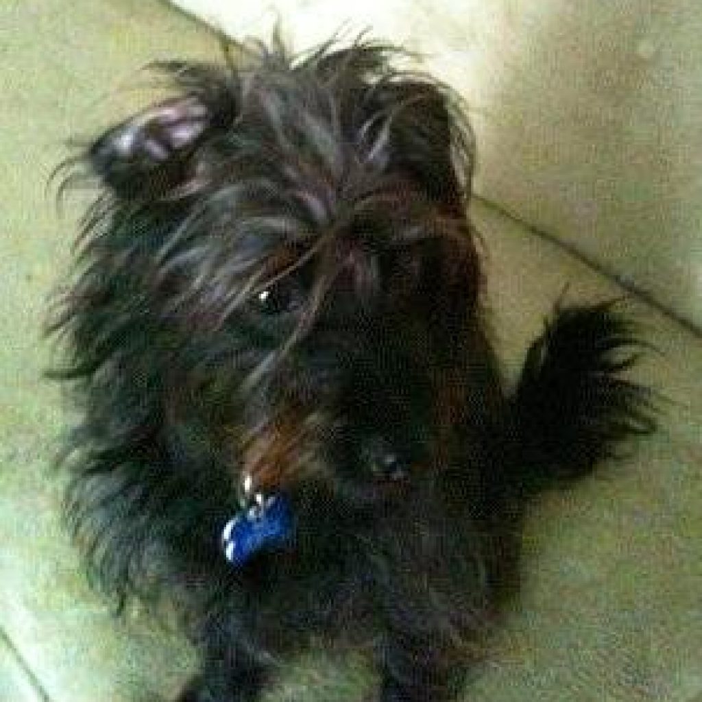 Robin Roy – Dog Trainer