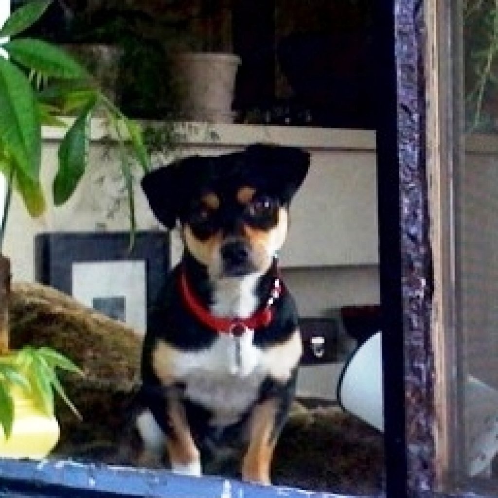 Robin Roy – Dog Trainer