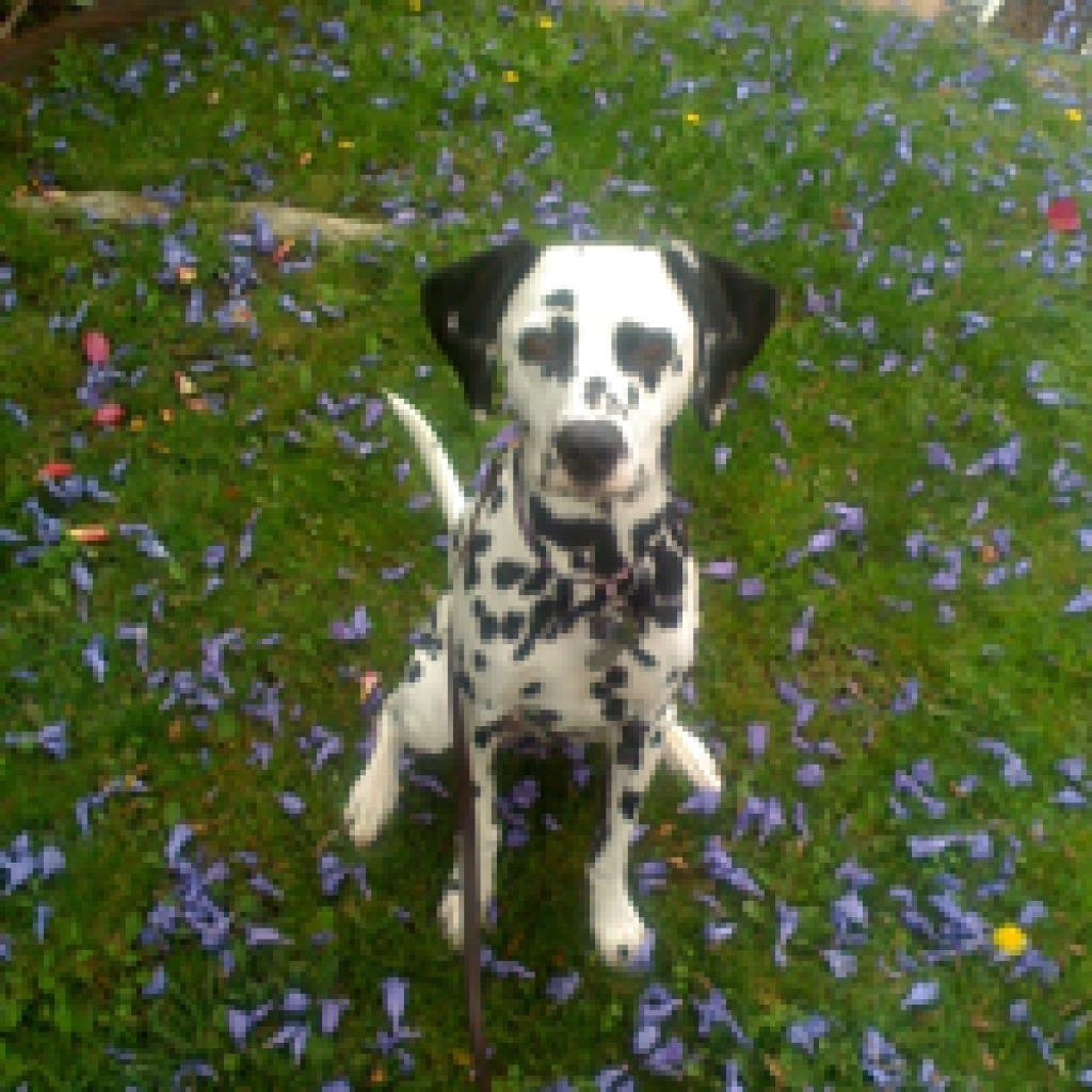 Robin Roy – Dog Trainer