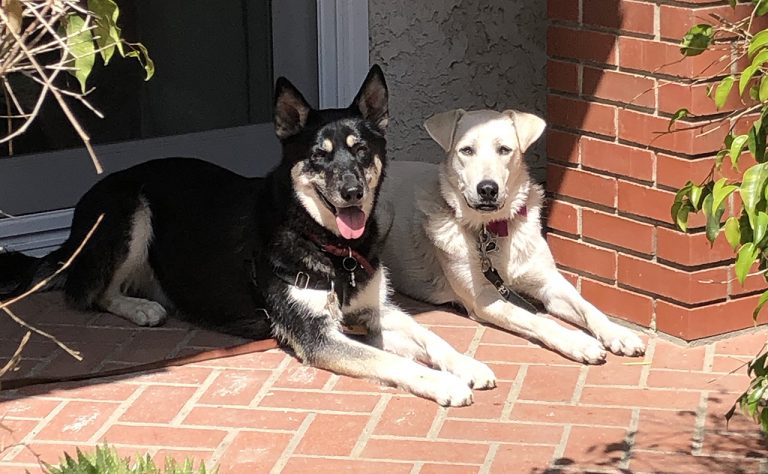 Robin Roy – Dog Trainer