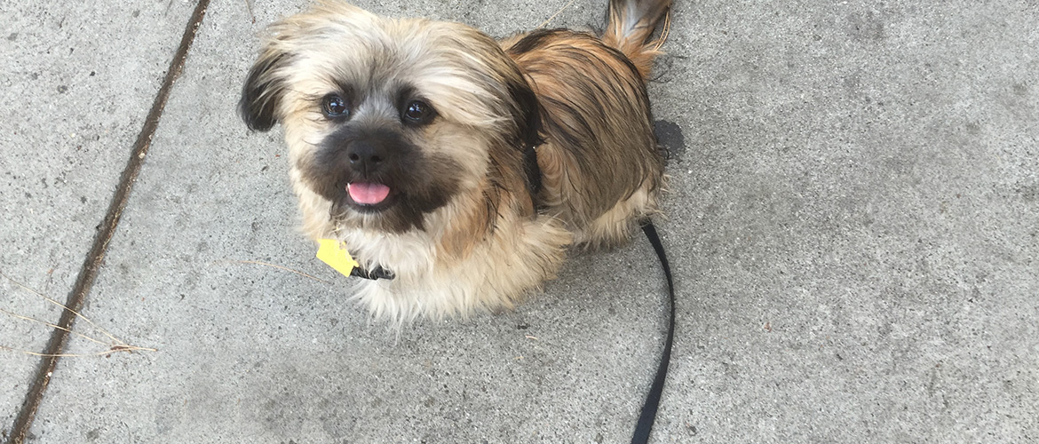 Robin Roy – Dog Trainer