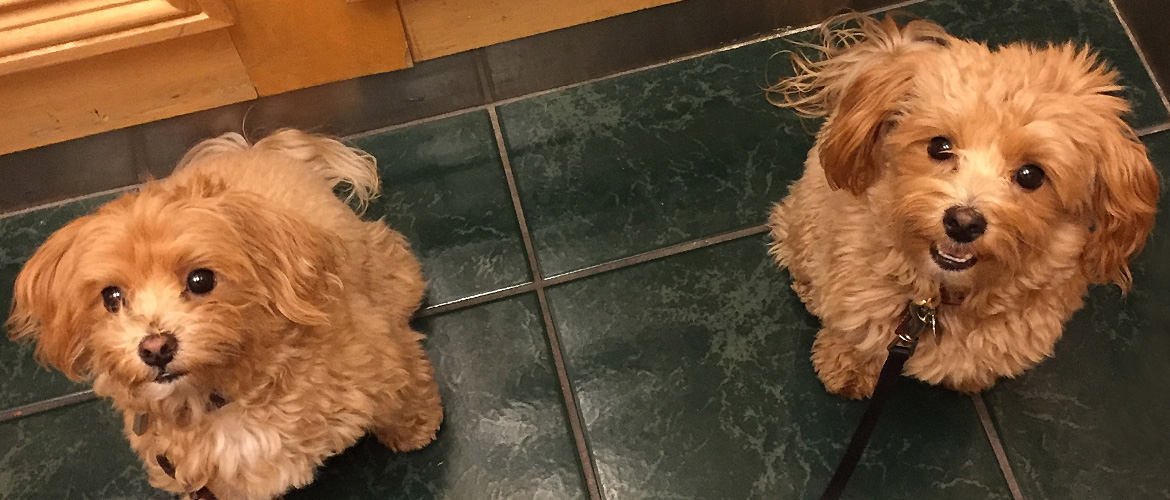 Robin Roy – Dog Trainer